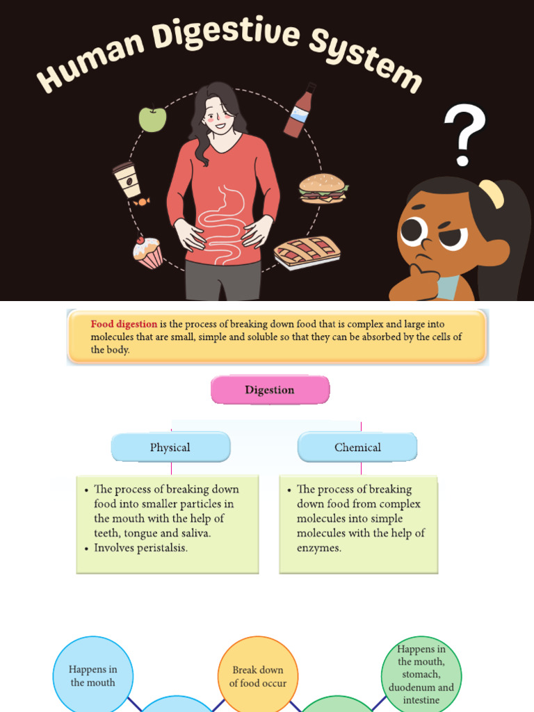 Human Digestive System PDF | PDF | Digestion | Stomach