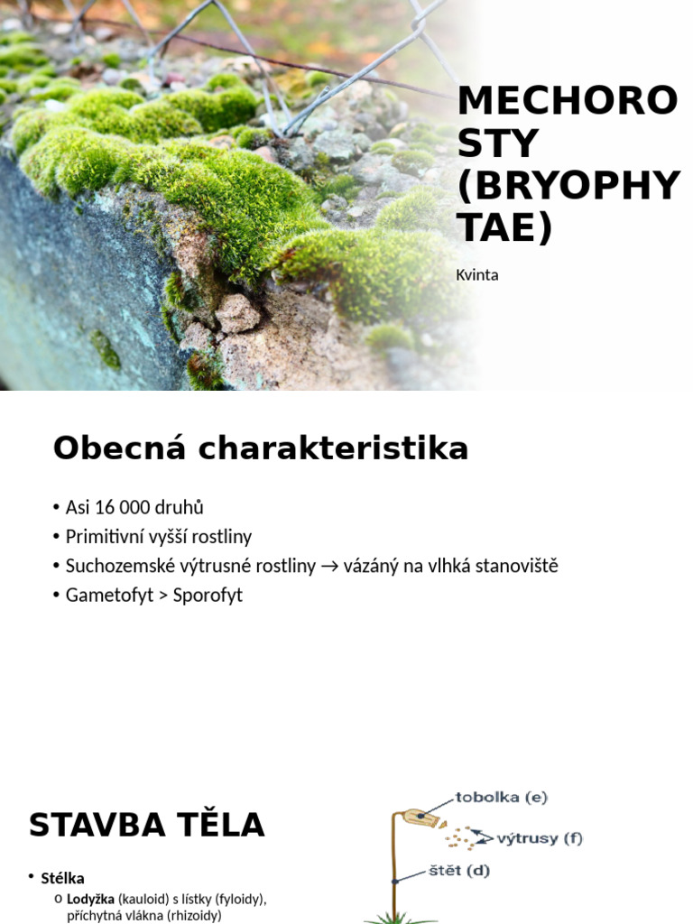 Mechorosty - Kopie | PDF