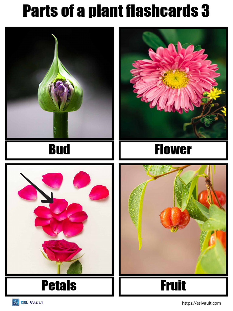 Parts of A Plant Flashcards PDF 3 | PDF