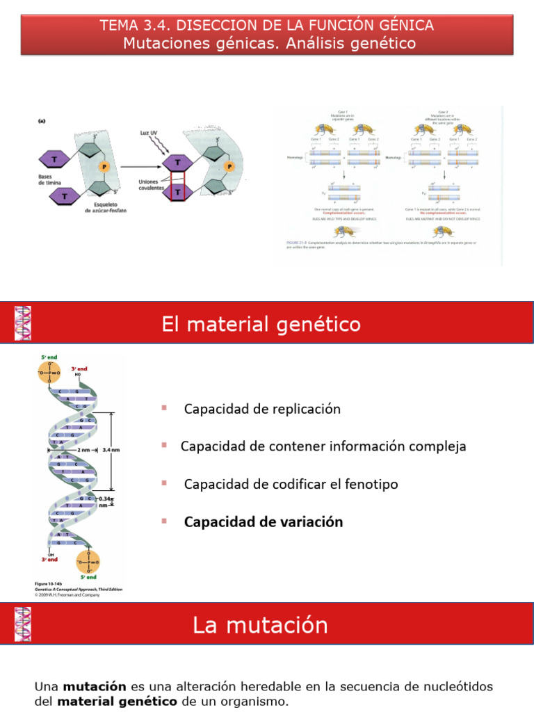 Mutaciones Génicas: Tipos y Efectos | PDF | Mutación | Mutageno