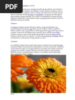 Bingo de Plantas Fotos | PDF