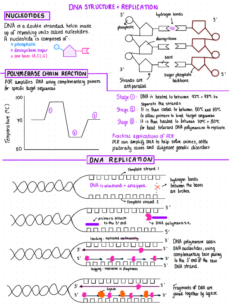 1.2 DNA Structure and Replication | PDF | Dna Replication | Dna