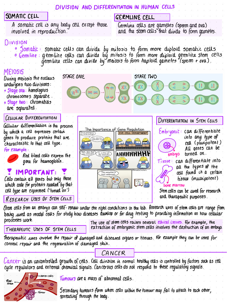 1.1 Division and Differentiation | PDF | Cell (Biology) | Ploidy