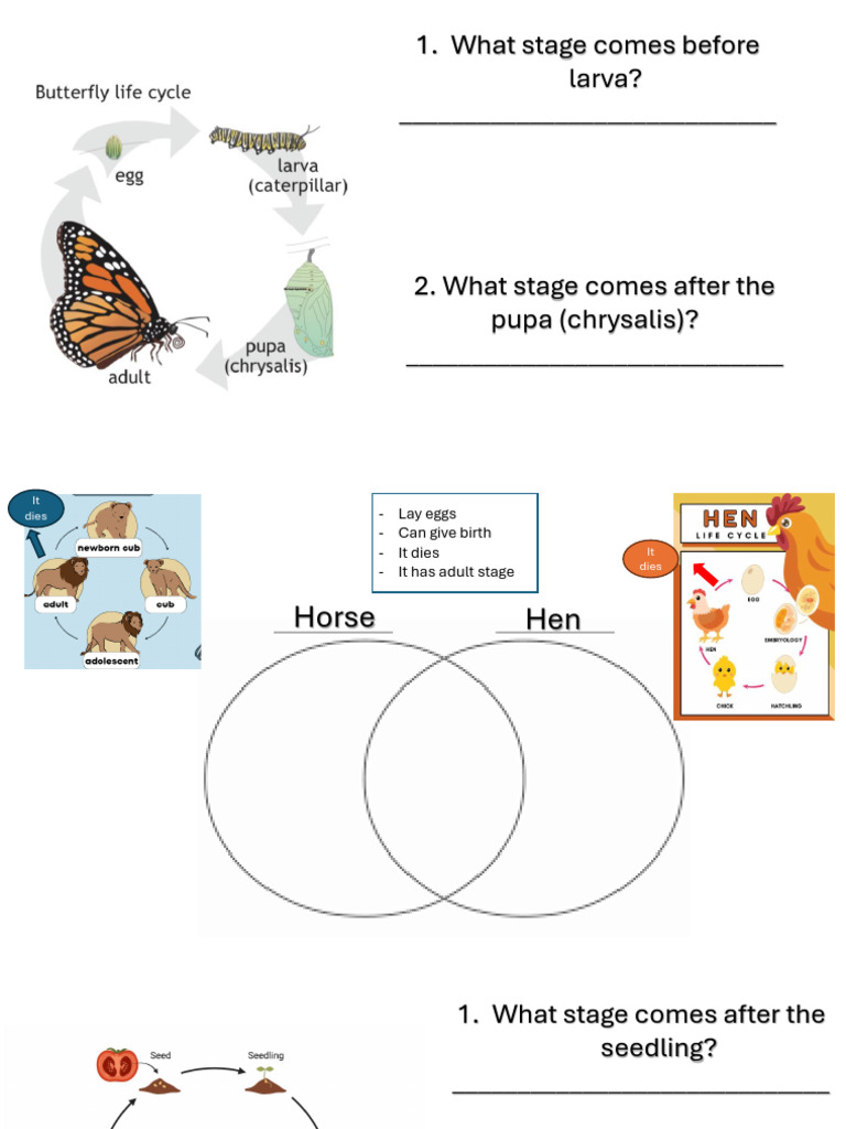 Term 2 - Science Revision | PDF