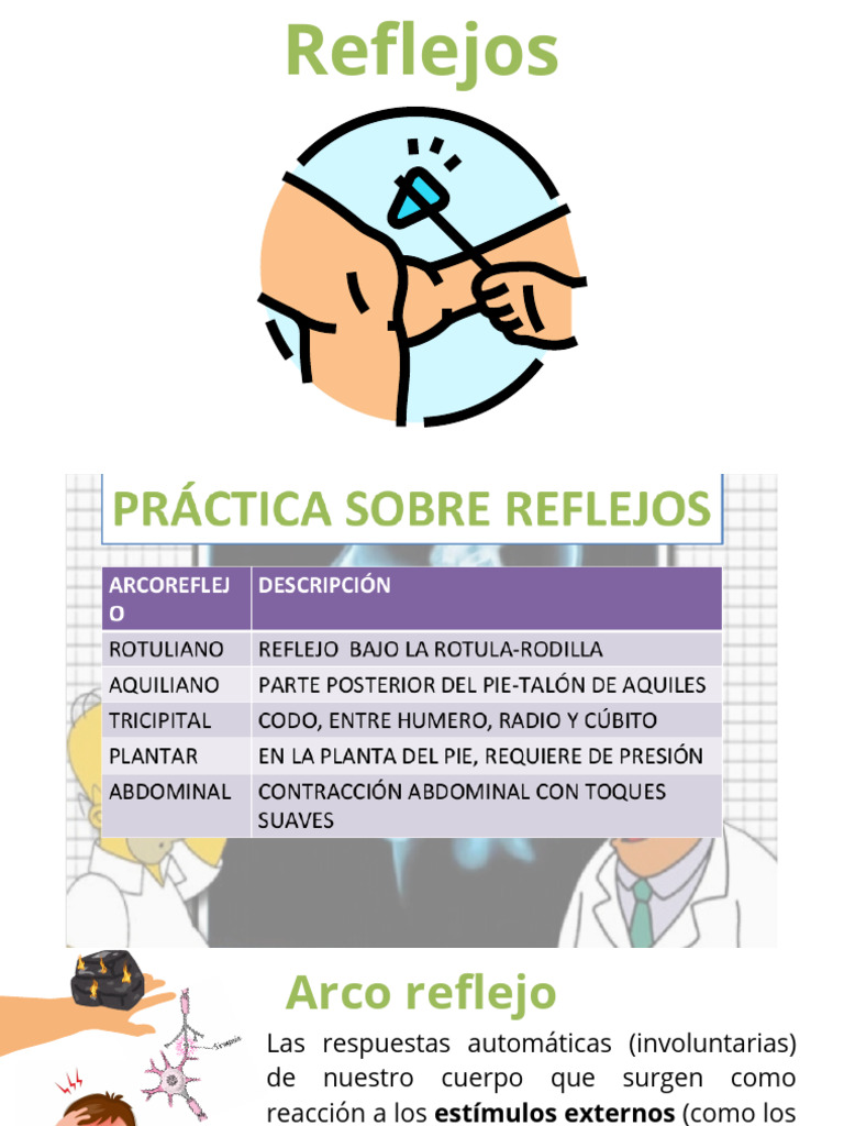Laboratorio Reflejos | PDF | Sistema nervioso | Nervio