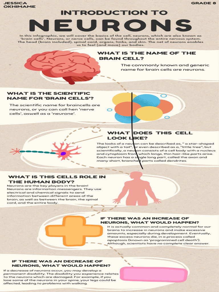 Neurons: Introduction To | PDF | Neuron | Brain