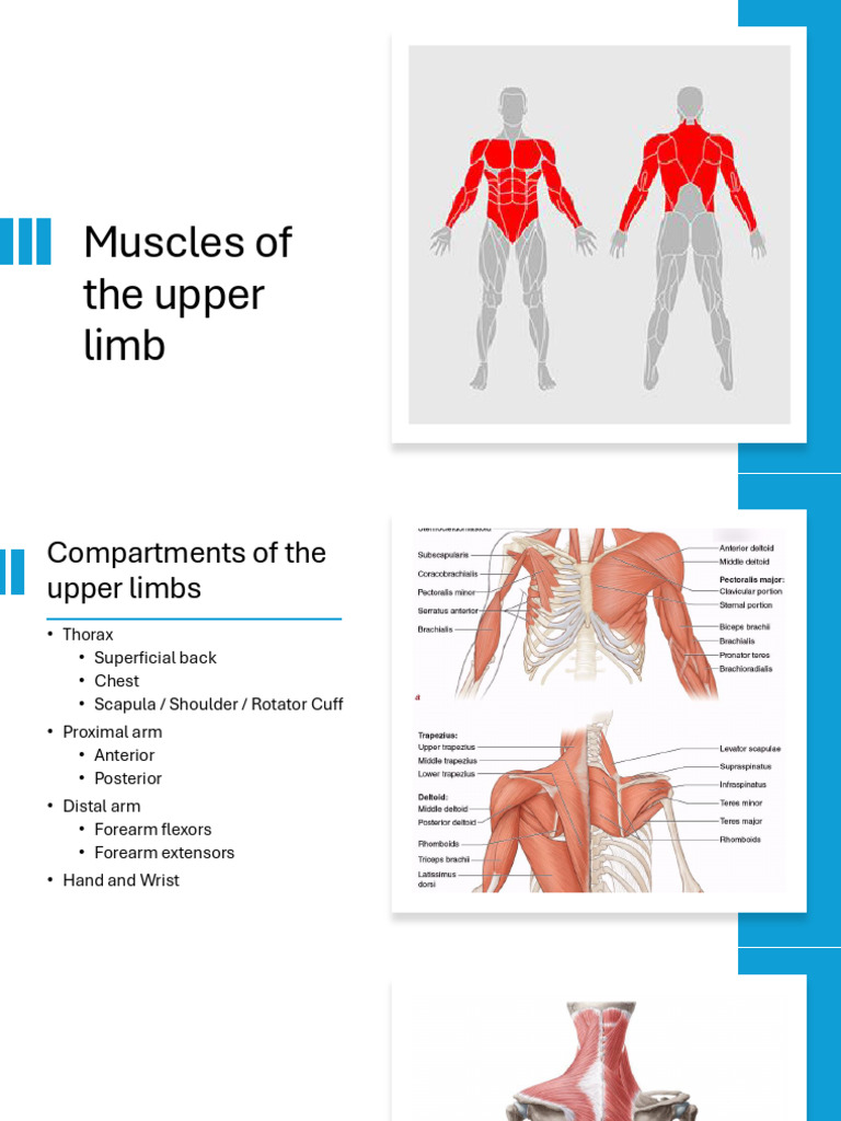 Muscles of The Upper Limbs (Student) | PDF | Thumb | Hand