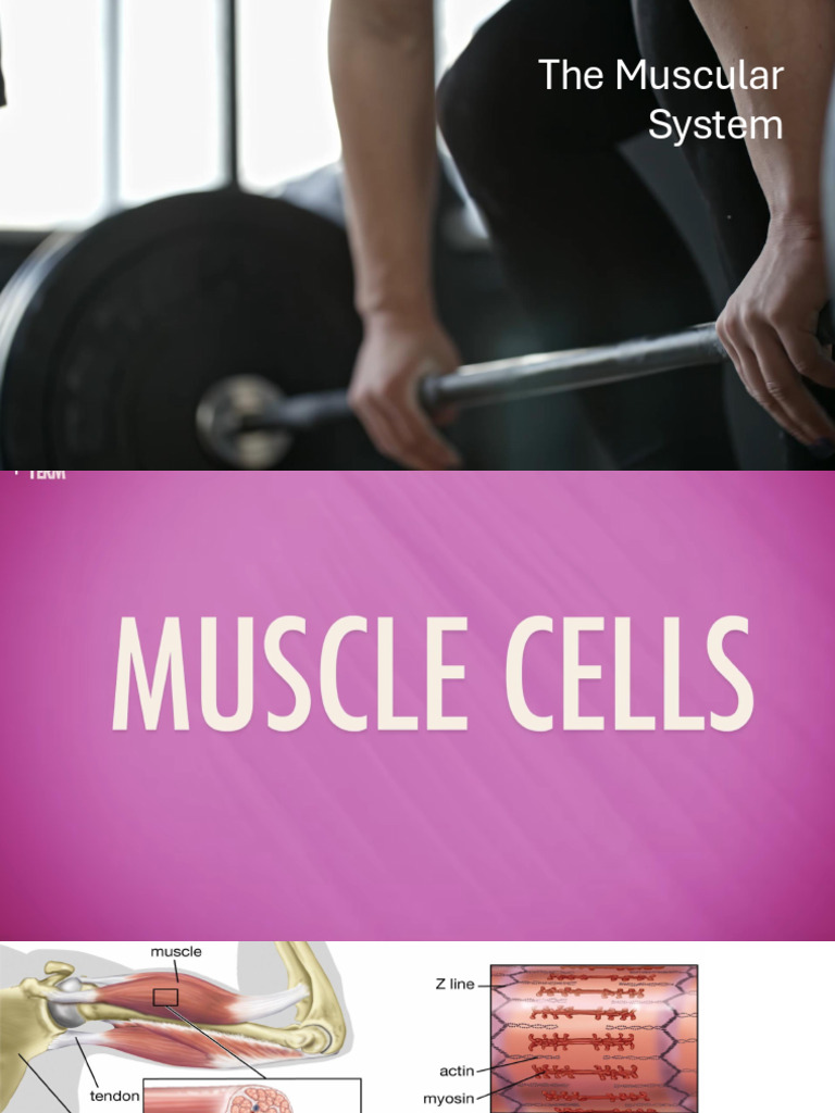 Unit 2 Lesson 10 - Intro To Skeletal Muscles and The Sliding Filament ...