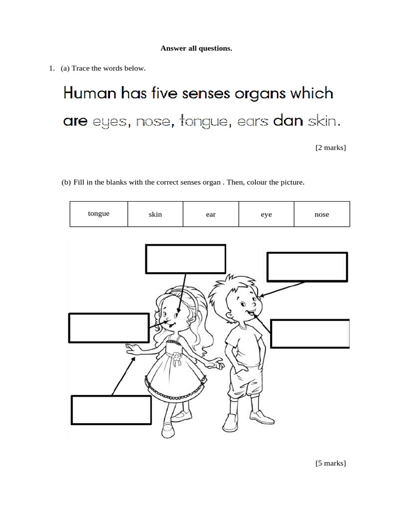 Human Senses | PDF