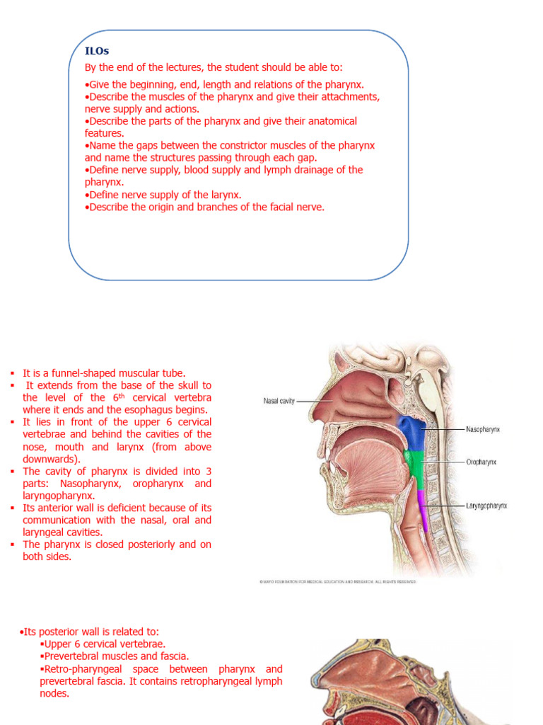 8. Pharynx, Larynx and 7th Nerve | PDF | Larynx | Respiratory System