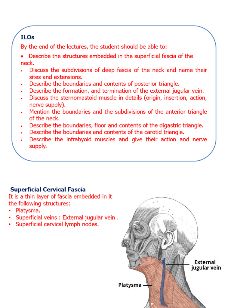 Fascia and Divisions of The Neck | PDF | Common Carotid Artery | Neck