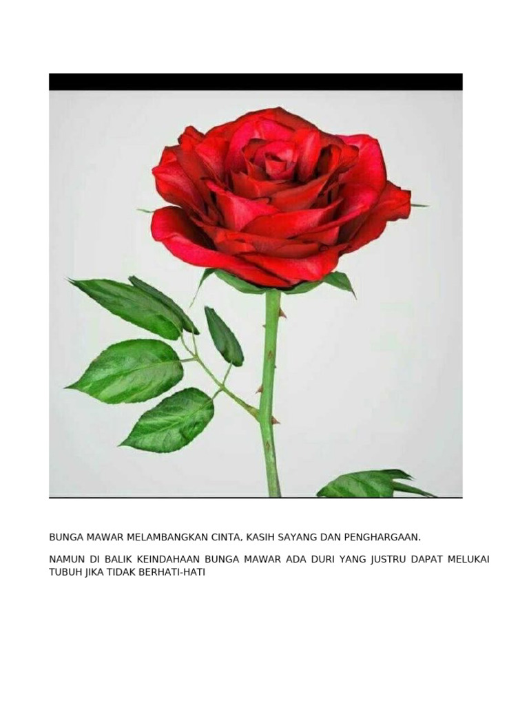 Bunga Mawar Melambangkan Cinta | PDF