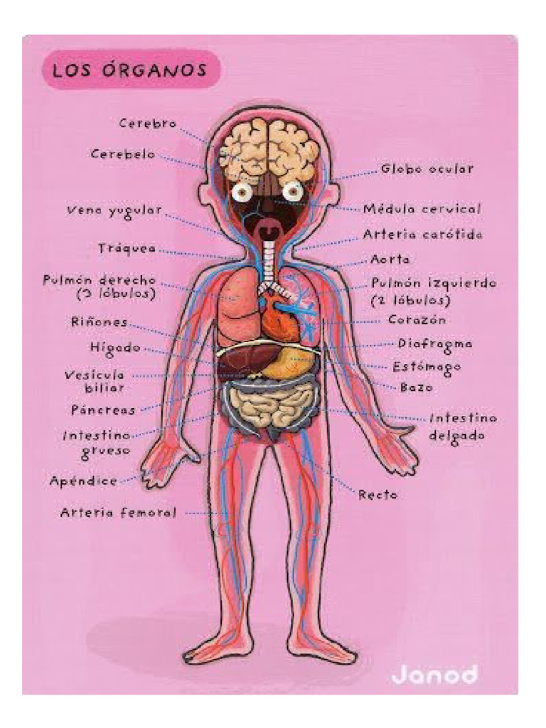 Organos Del Cuerpo Humano | PDF