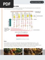 IGCSE Eye: Sense Organs Overview | PDF | Eye | Retina