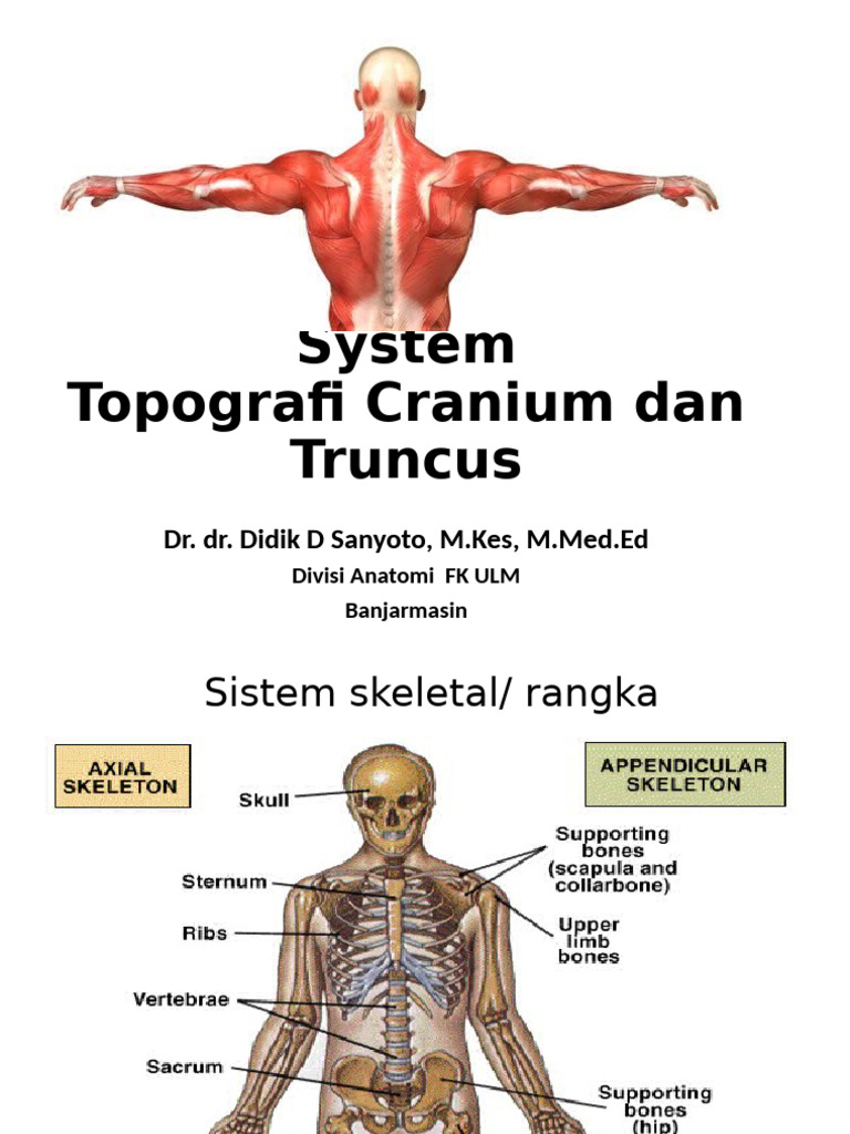 Topografi Cranium Dan Truncus | PDF