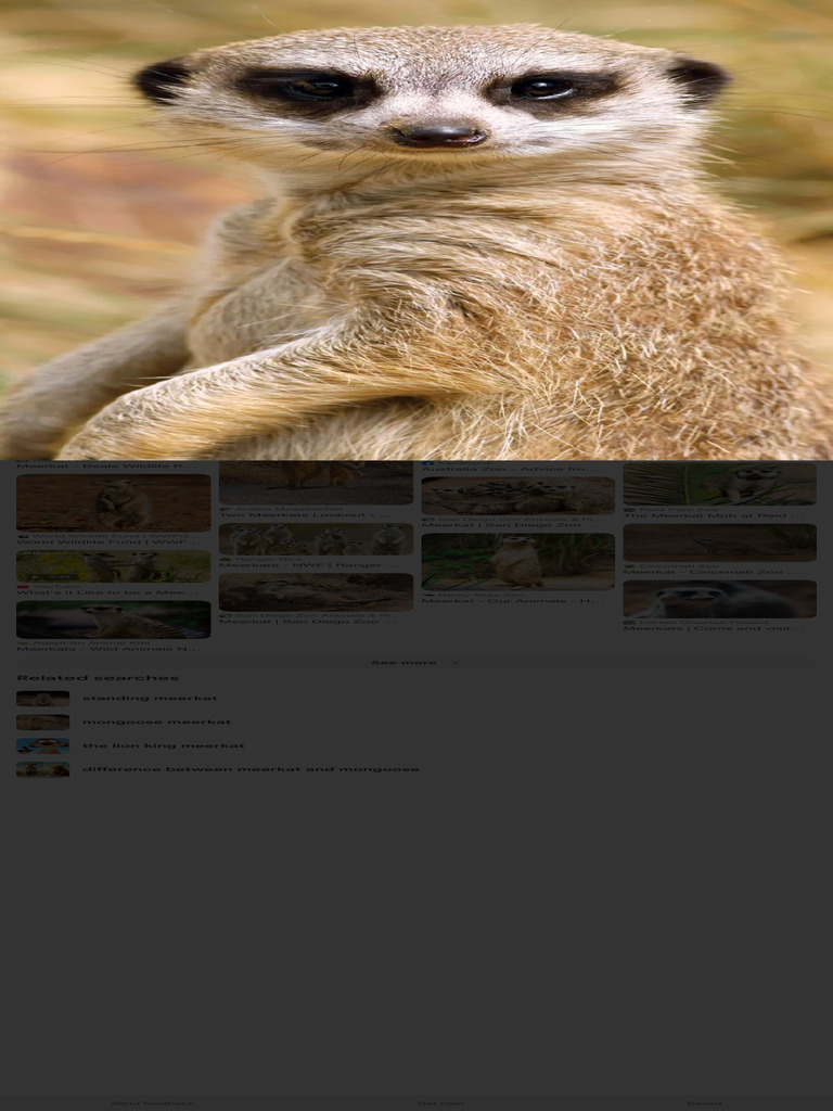 Meerkat - Google Search | PDF | Zoo | Meerkat