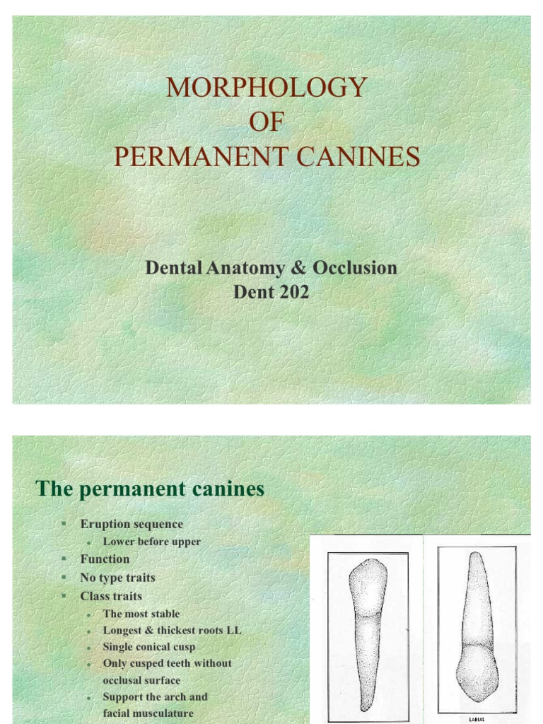 Maxillary Canine Morphology Overview | PDF | Dental Anatomy | Physiognomy
