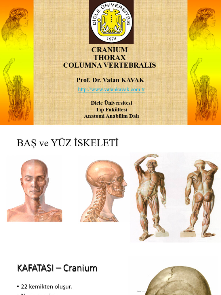 Cranium Thorax Columna Vertebralis | PDF