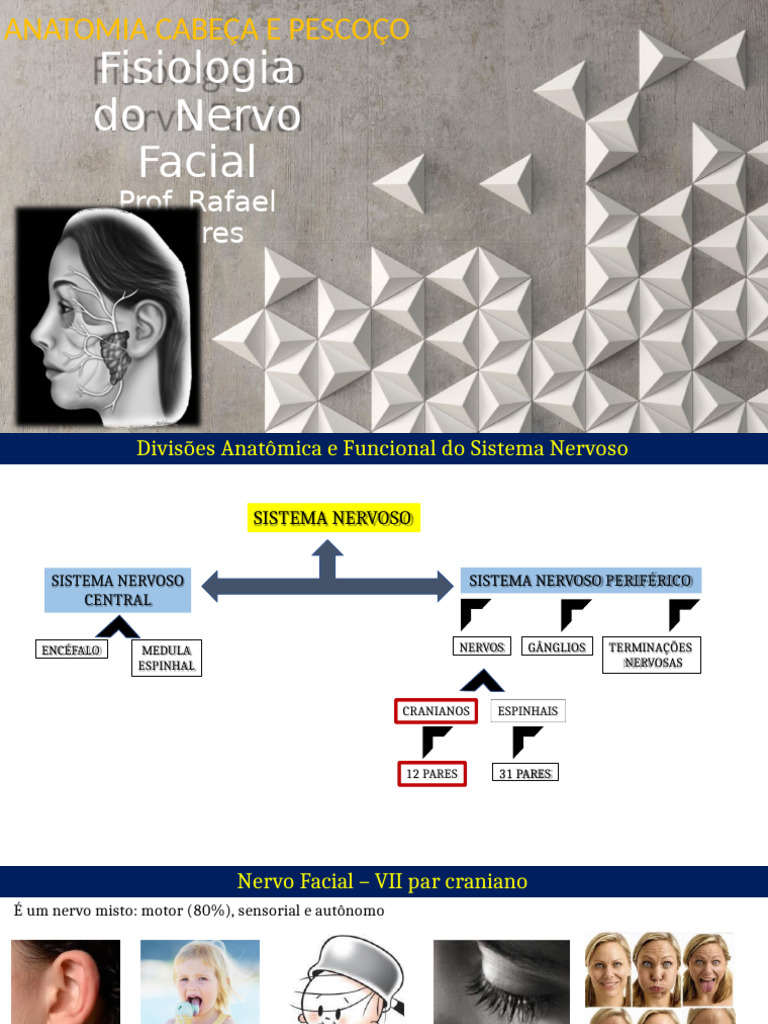 Fisiologia do Nervo Facial: Funções e Anatomia | PDF | Nervo | Cabeça e ...