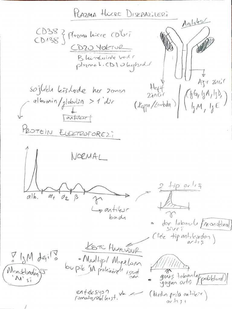 Hematoloji - Plazma Hücre Diskrazileri | PDF