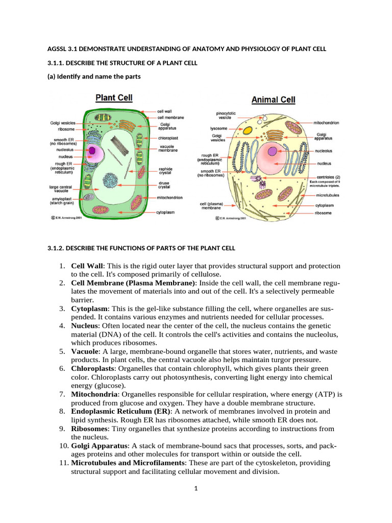 Plant Cell Anatomy and Division Explained | PDF | Meiosis | Mitosis