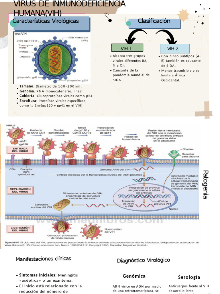 Vih, HTLV 1 y HTLV 2 | PDF | Retrovirus | Virus