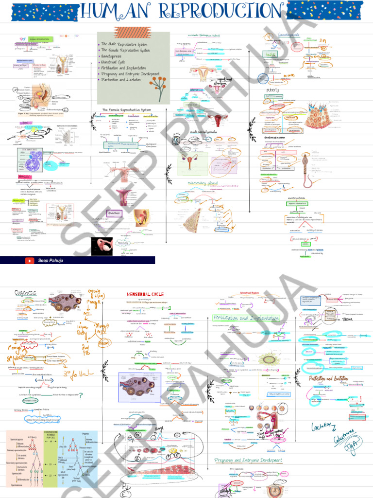 Human Reproduction - Mind Maps - Watermark | PDF | Testicle ...