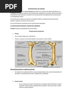Articulación Coxofemoral | PDF | Rodilla | Anatomía