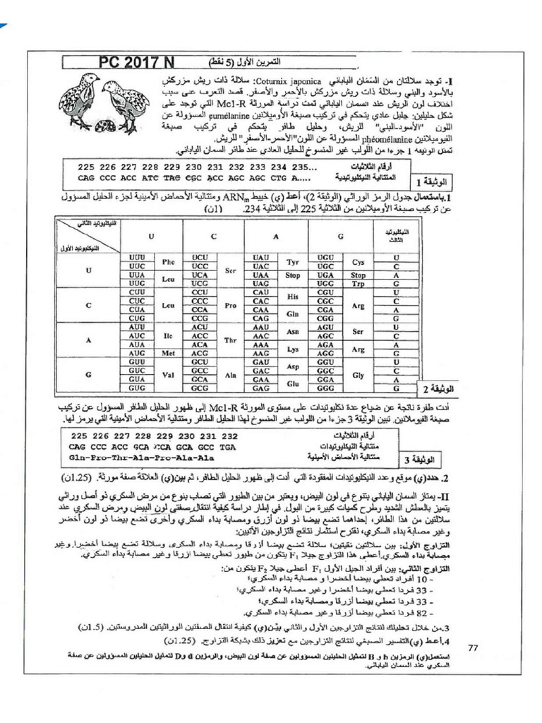 Arabe Simili 3 | PDF
