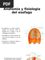 Anatomia, Irrigacion, Inervación Del Esofago y Estomago | PDF ...