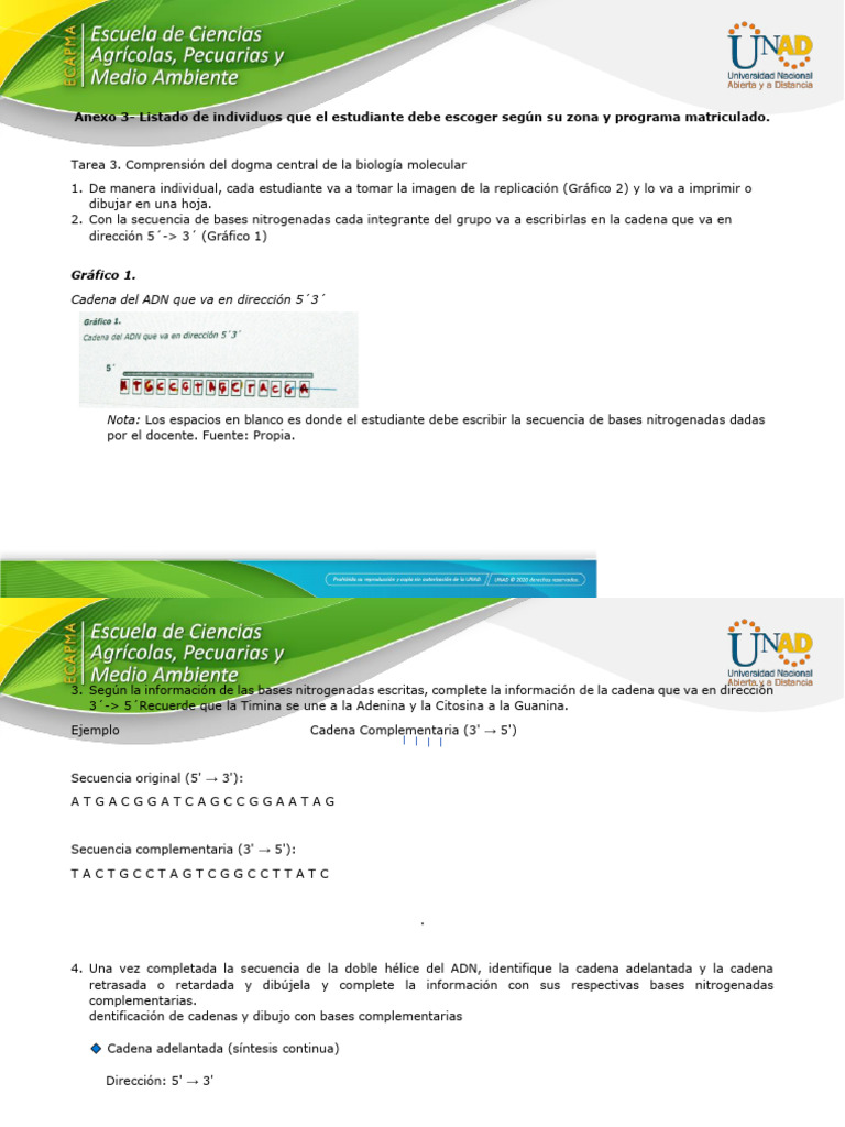 Anexo 2- Replicación del ADN(2) anexo individual | PDF | Replicación De Adn | Adn