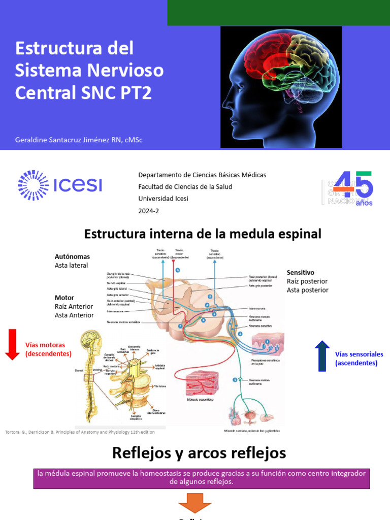 Sesion 09 Estructura Del Sistema Nervioso Central SNC PT2 QF 2025-1 ...