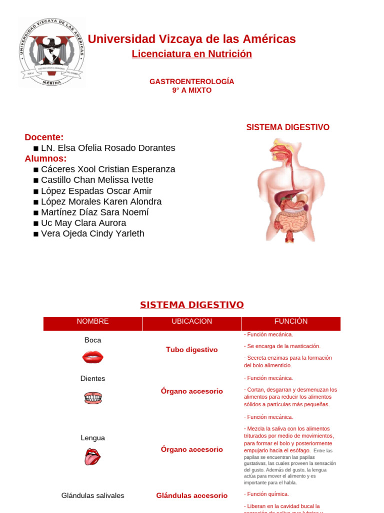 sistema digestivo | PDF | Digestión | Sistema digestivo humano