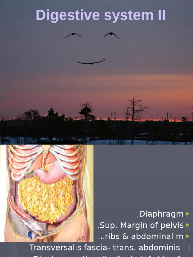 Digestive System II ENG 1 1 | PDF | Stomach | Peritoneum