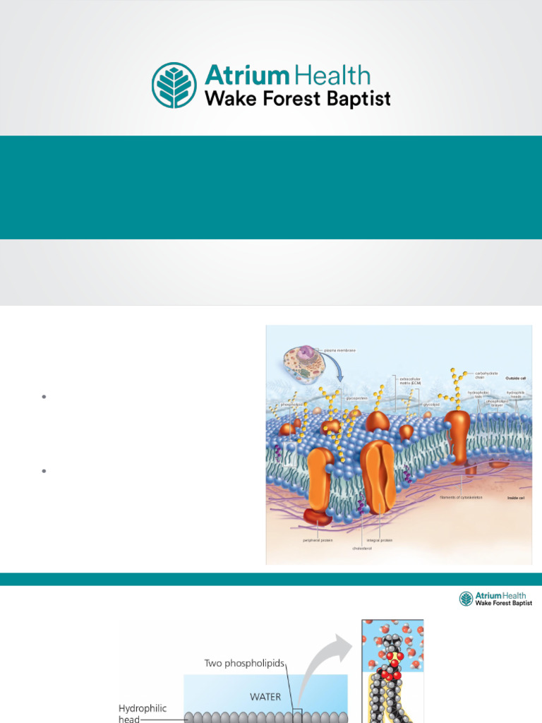 Bio 101 Chapter 5 Membrane Structure and Function[1] | PDF | Cell Membrane | Cell Signaling