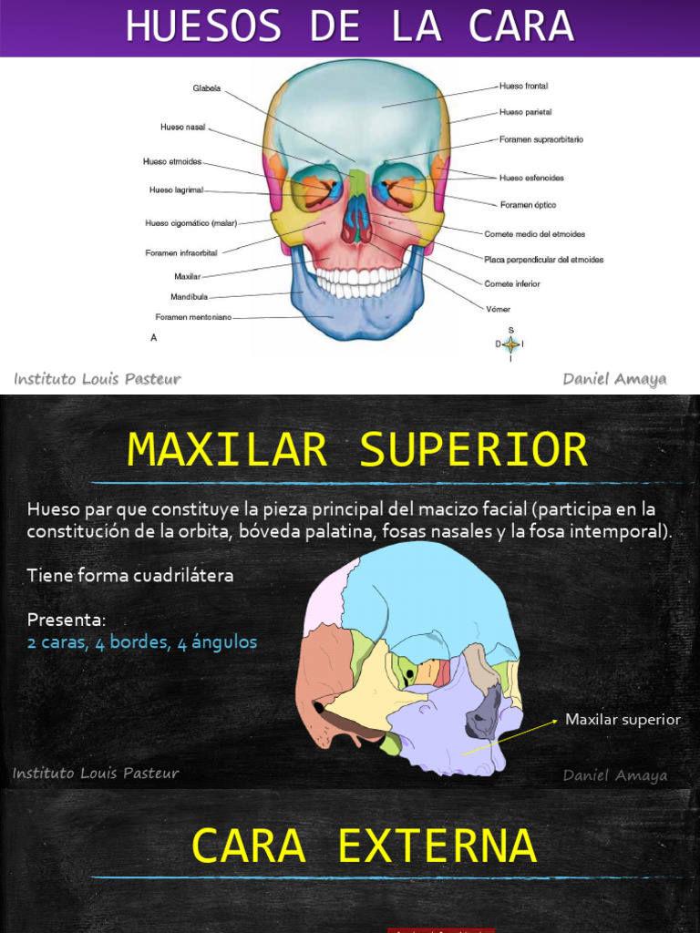 3)Huesos de la cara 2021 | PDF | Cabeza y cuello humanos | Anatomía humana