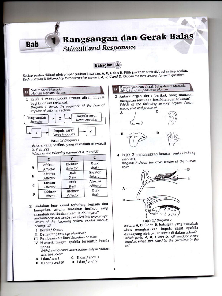 Sains Form 3 Bab 1 Latihan Rangsangan Dan Gerak Balas Part 2 | PDF
