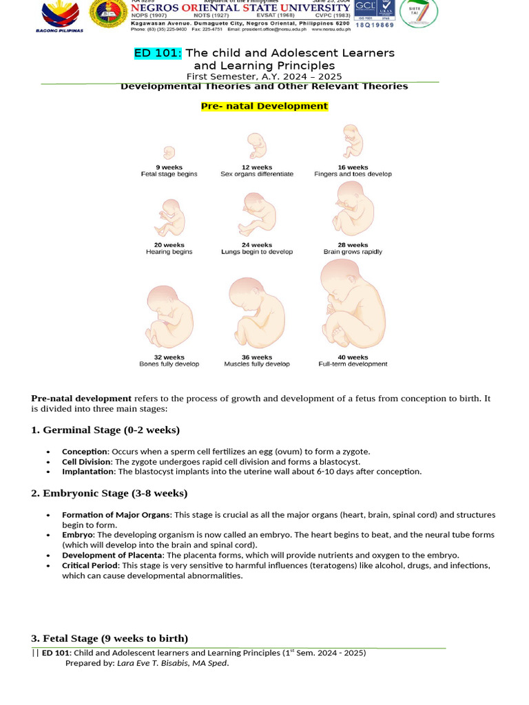 Week 4 Pre Natal Development | PDF | Prenatal Development | Embryo