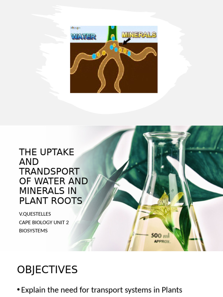 Uptake and Transport of Water and Minerals (Lecture 1) | PDF | Root ...