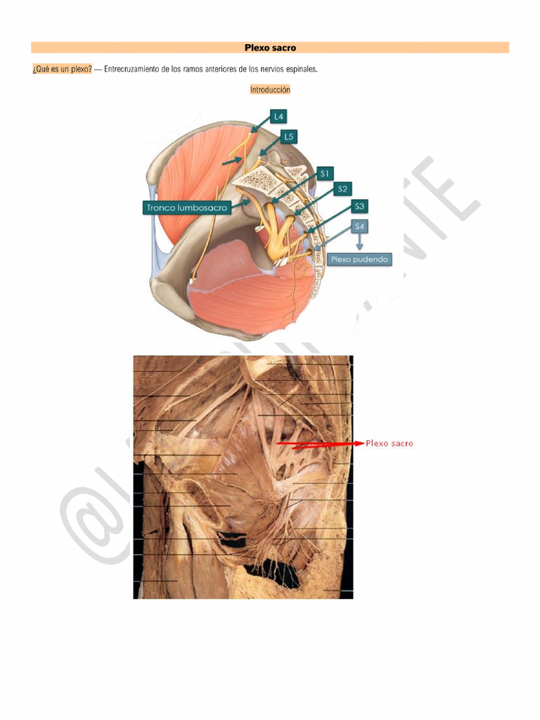 Plexo Sacro | PDF