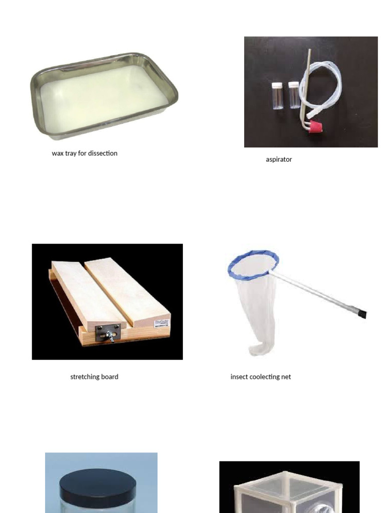 Ento-121 Pratical For Student | PDF