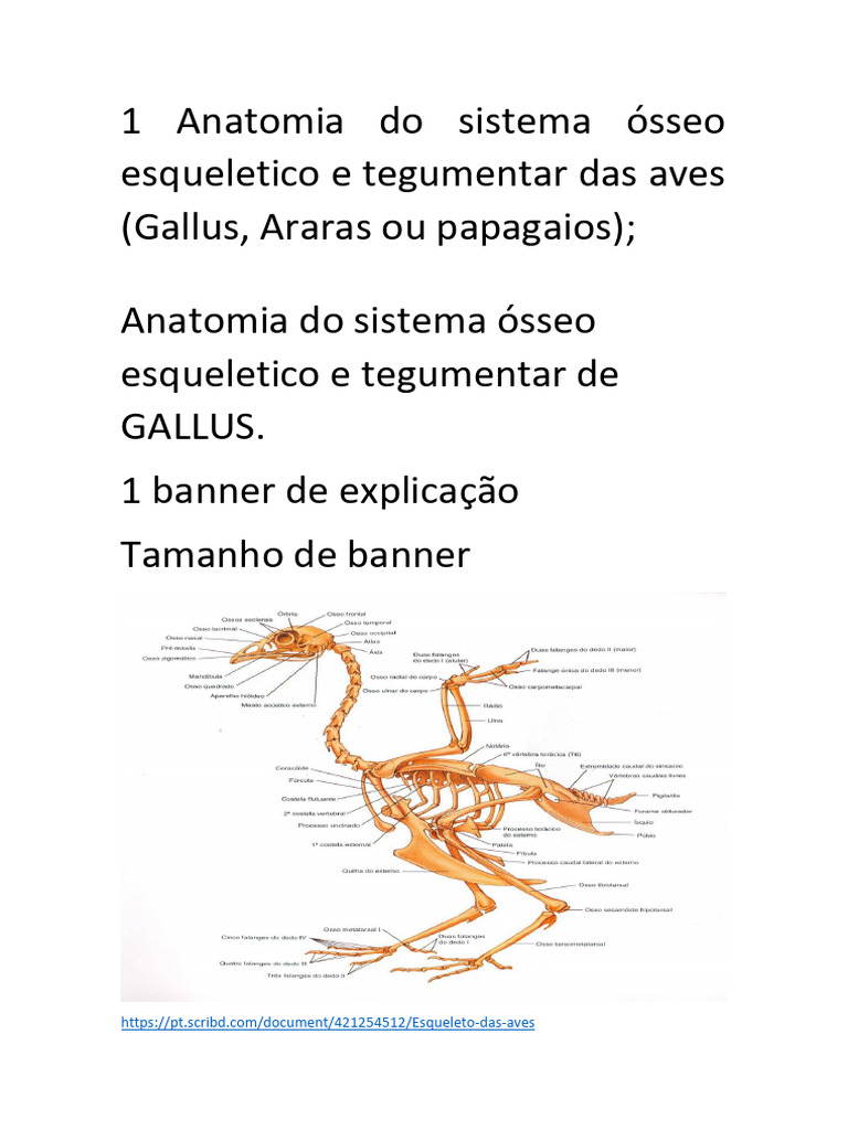 1 Anatomia Do Sistema Ósseo Esqueletico e Tegumentar Das Aves | PDF