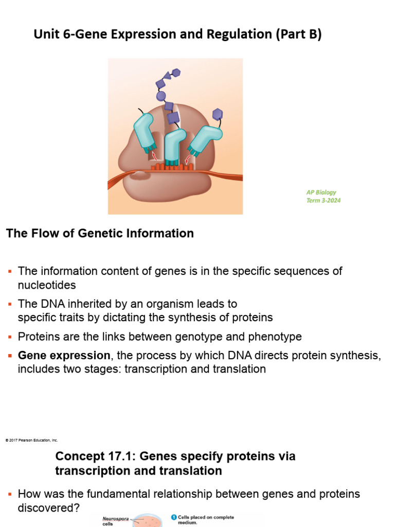Unit 6-Gene Expression and Regulation (Part B) | PDF | Translation ...