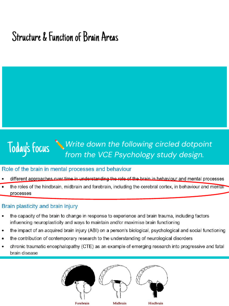 U1AOS2 DP2 Structure & Function of Brain Areas | PDF | Brain | Cerebrum