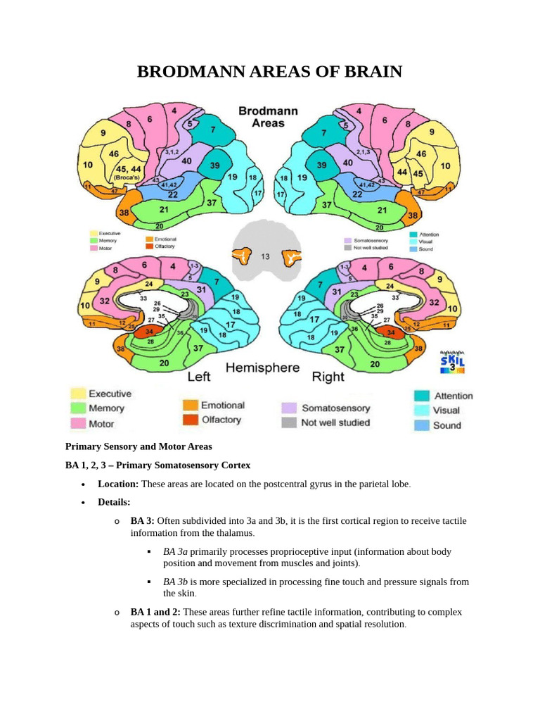 Understanding Brodmann Areas of the Brain | PDF | Visual Cortex ...