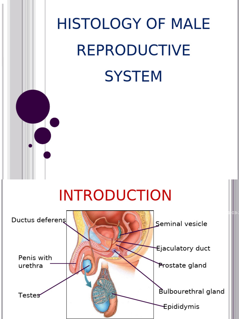 Histology Of Male Reproductive System Pdf Testicle Prostate