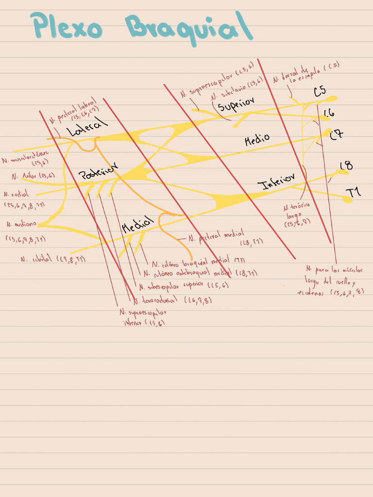 Plexo Braquial | PDF