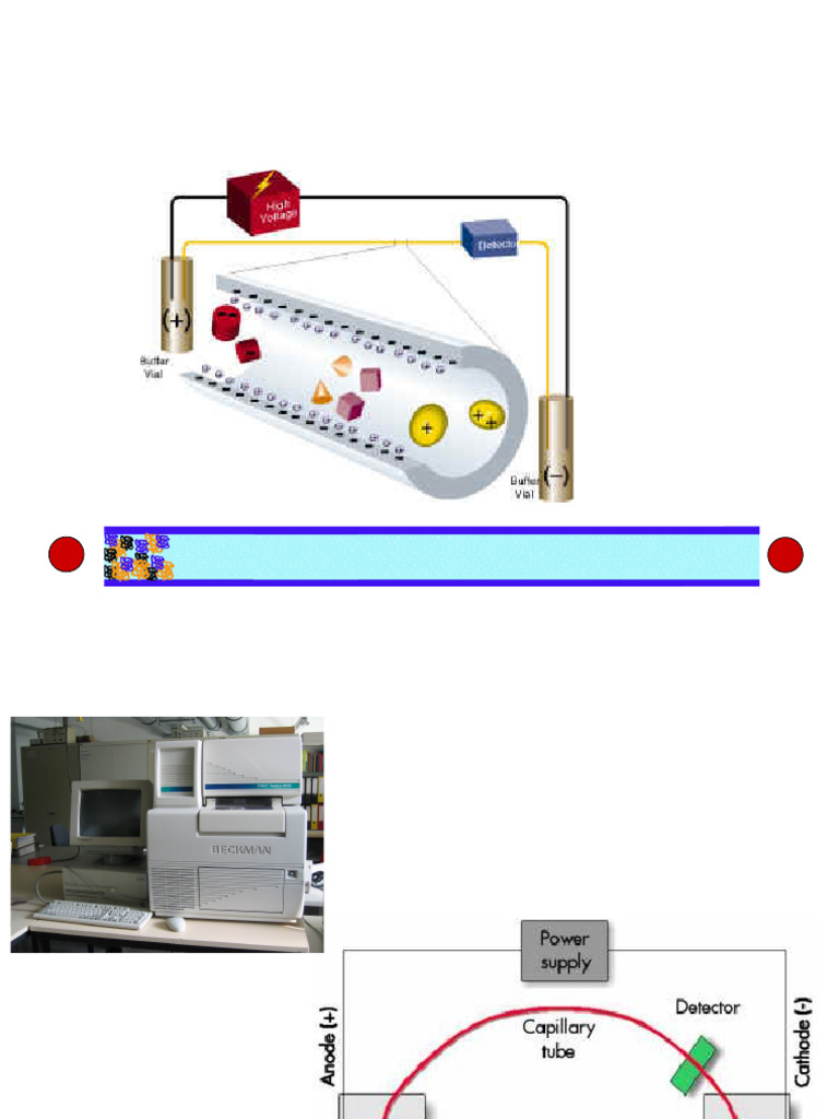 Capillary Electrophoresis | PDF | Capillary Electrophoresis | Applied ...