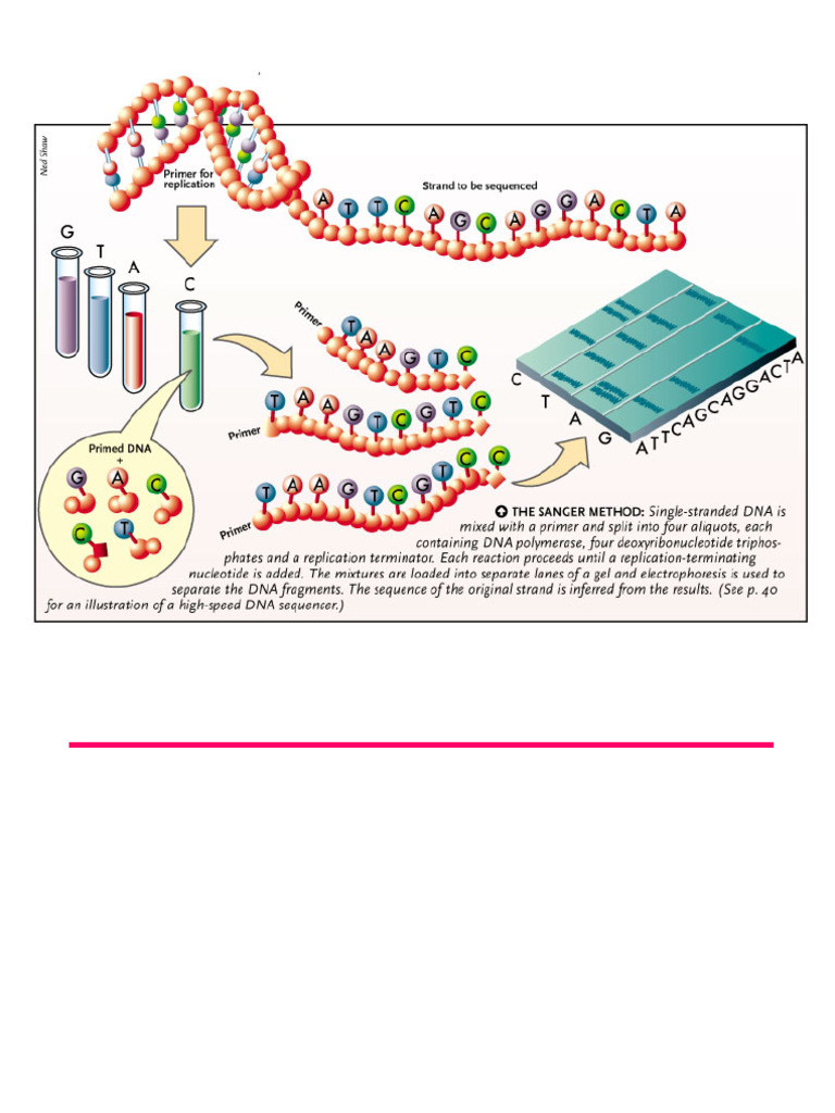Separation in DNA Sequencing | PDF | Gel Electrophoresis | Agarose Gel ...
