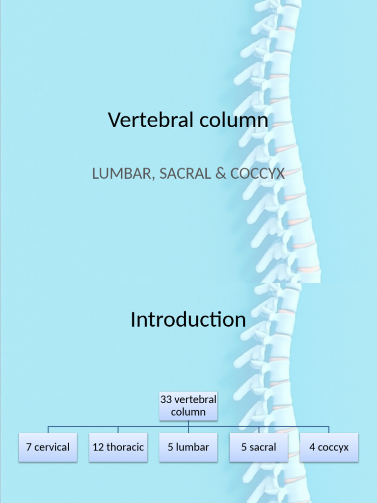 Anatomy of the Lumbar, Sacral, and Coccyx Vertebrae | PDF | Vertebra ...
